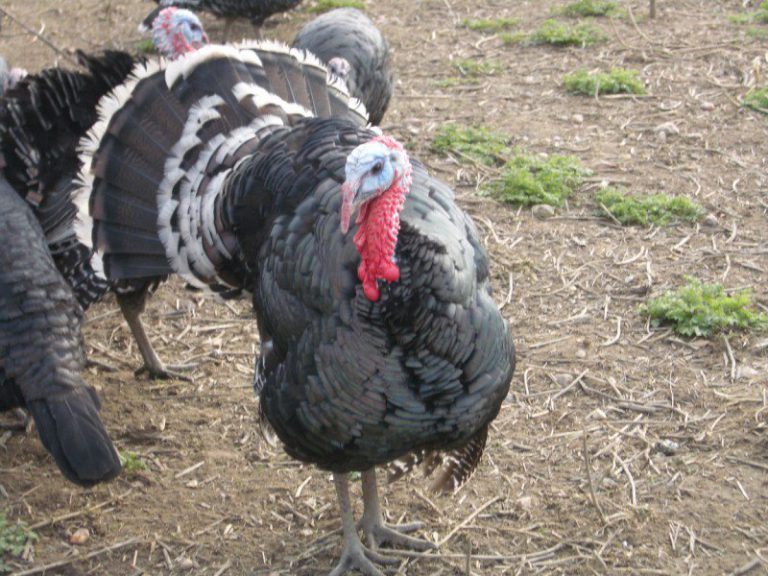 Nos produits – Ferme de la couartiere